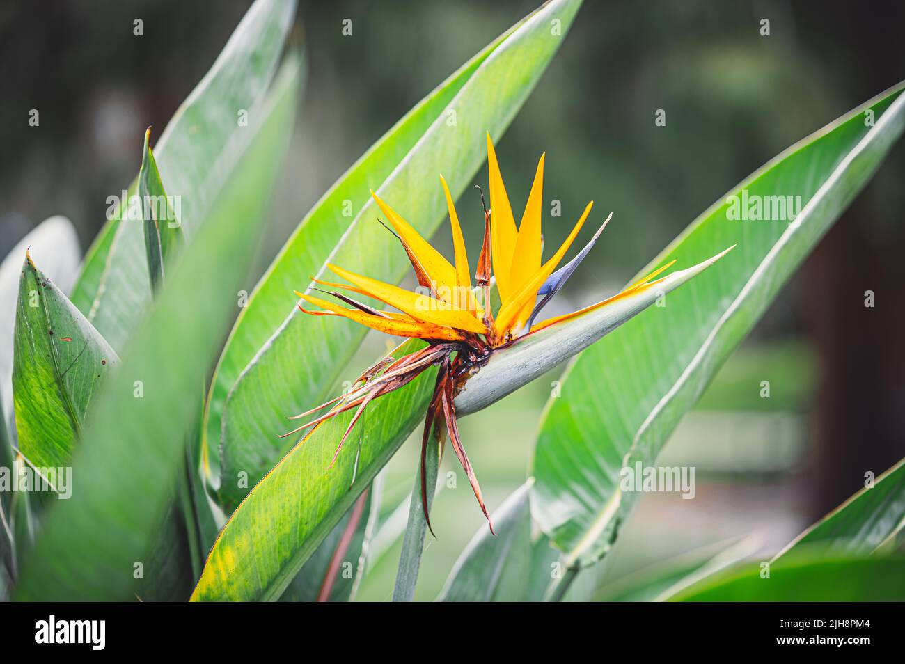 Royal flower hi-res stock photography and images - Alamy