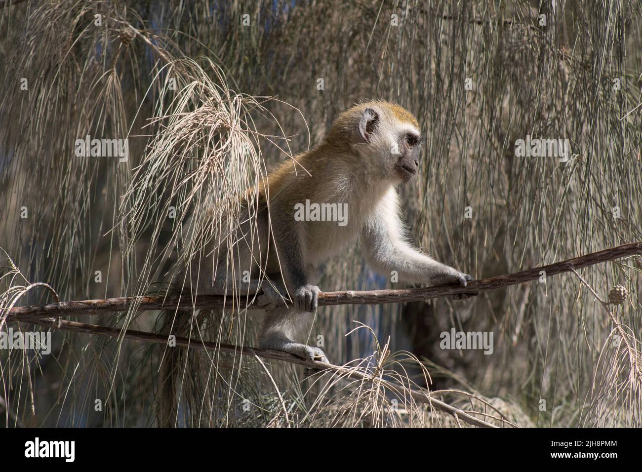 The green monkey (Chlorocebus sabaeus), also known as the sabaeus ...