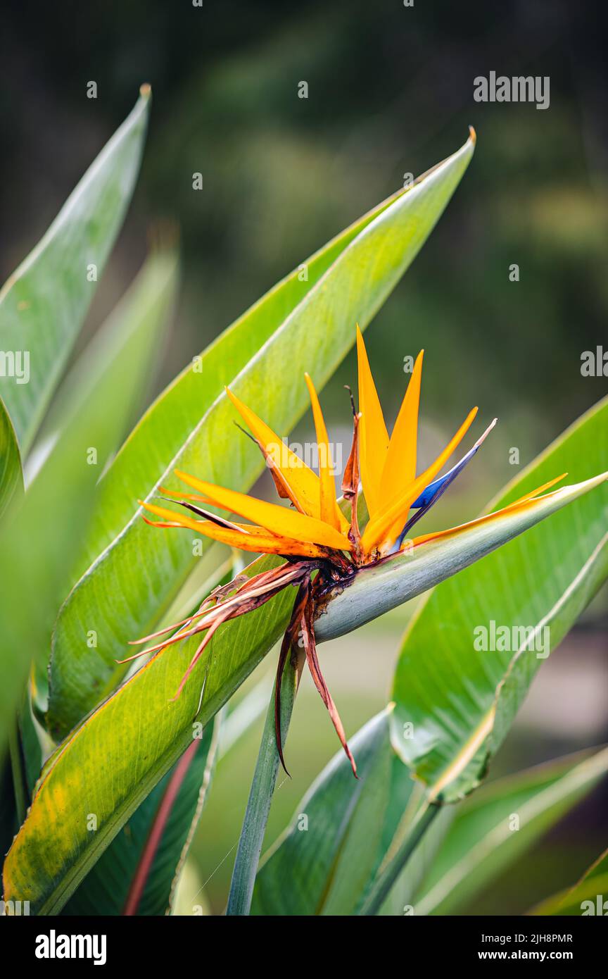 Royal flower hi-res stock photography and images - Alamy