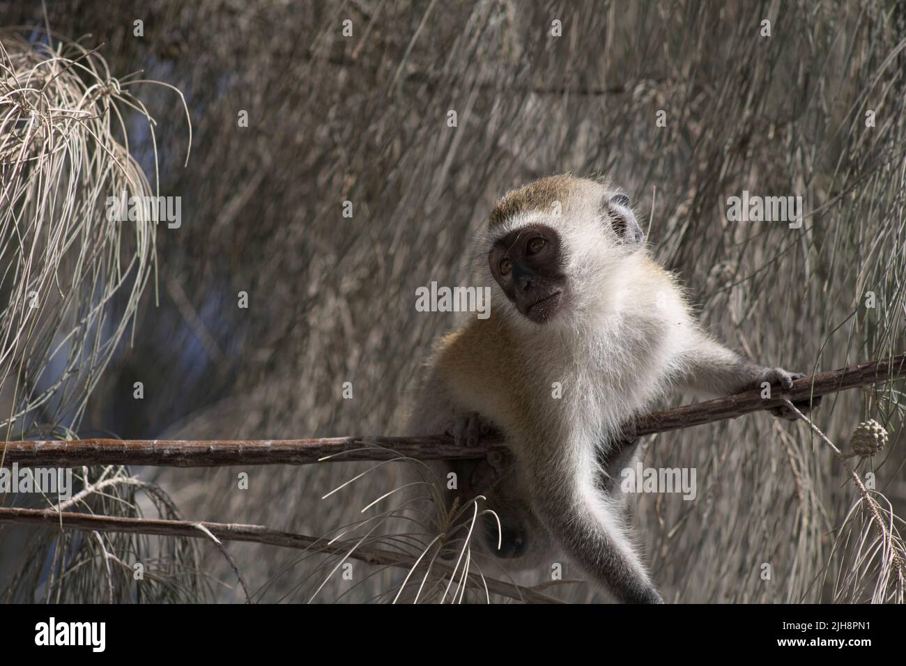 The green monkey (Chlorocebus sabaeus), also known as the sabaeus ...
