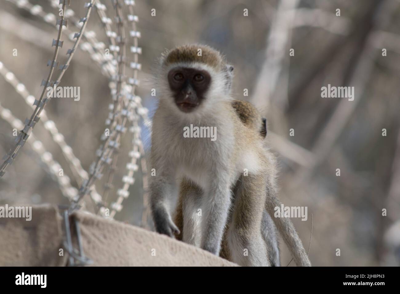 The green monkey (Chlorocebus sabaeus), also known as the sabaeus ...