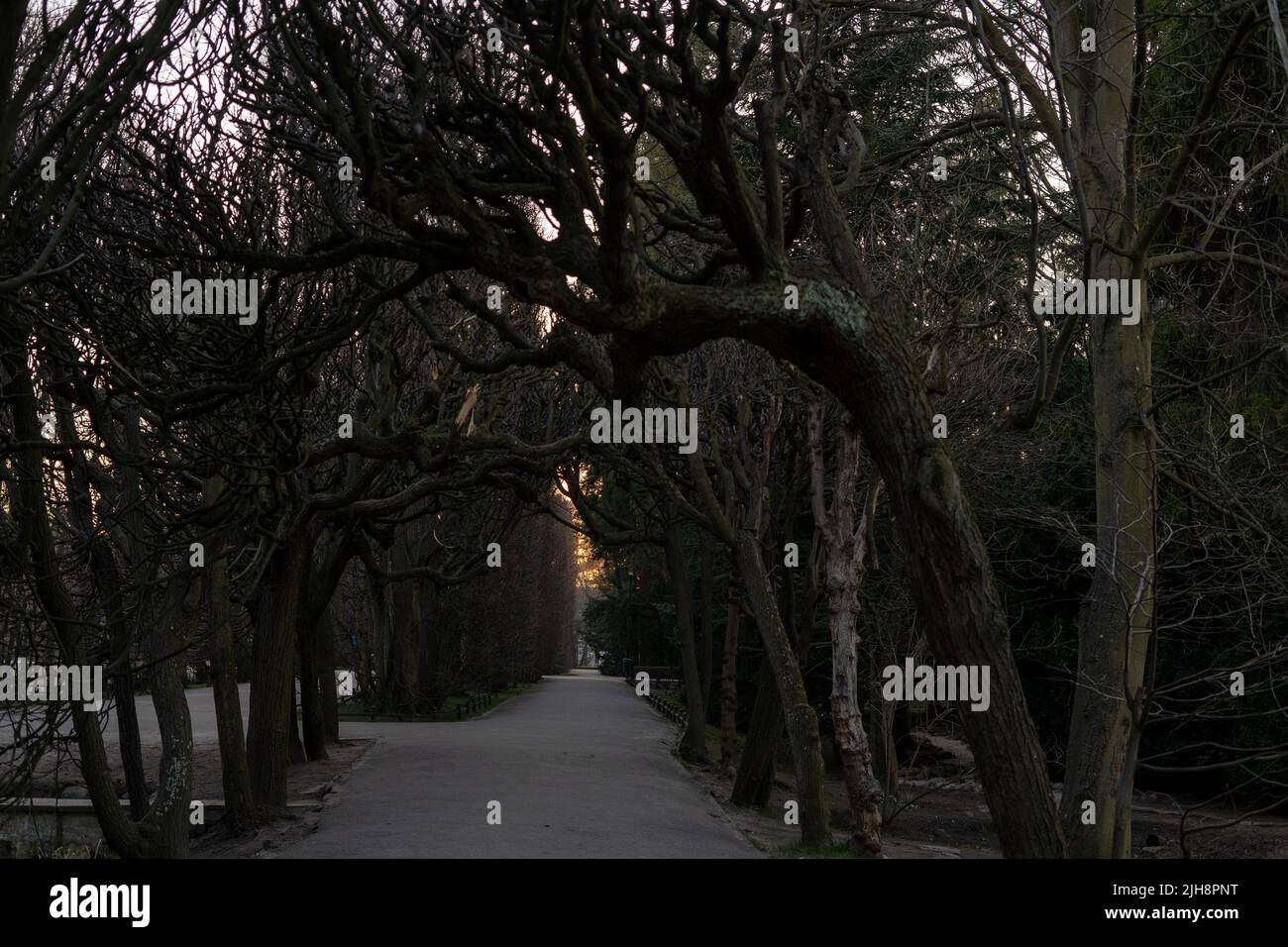 Scary forest landscape trail dark hi-res stock photography and images ...