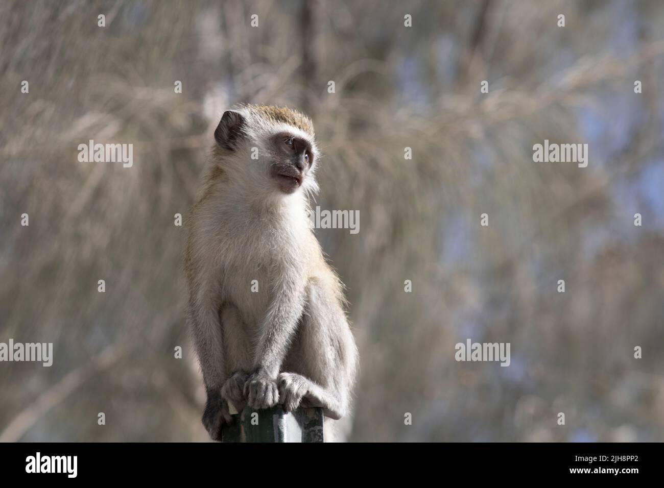 The green monkey (Chlorocebus sabaeus), also known as the sabaeus ...
