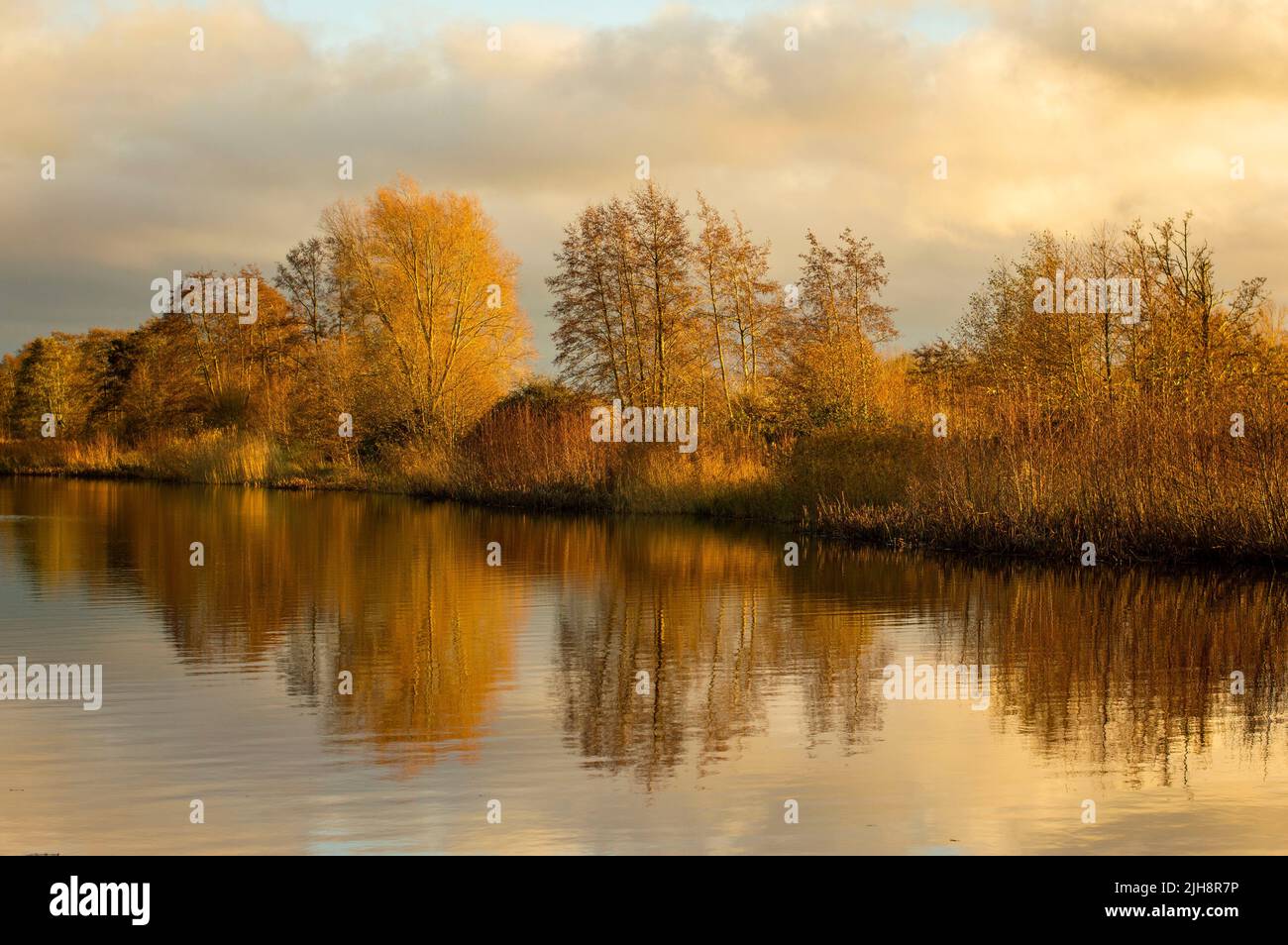 The orange trees reflection on the water on an autumn day Stock Photo ...
