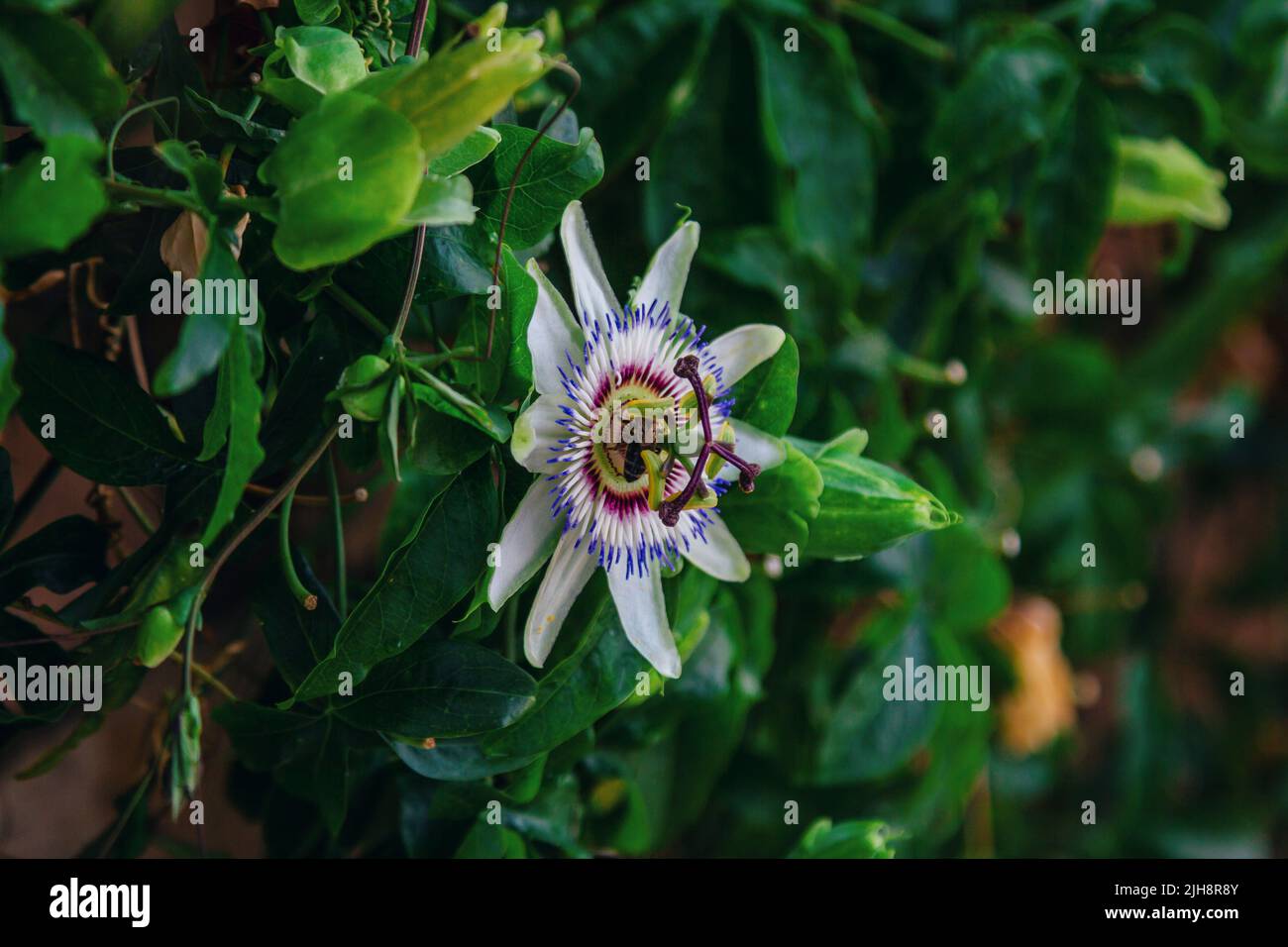 Passifloracaerulea hi-res stock photography and images - Alamy