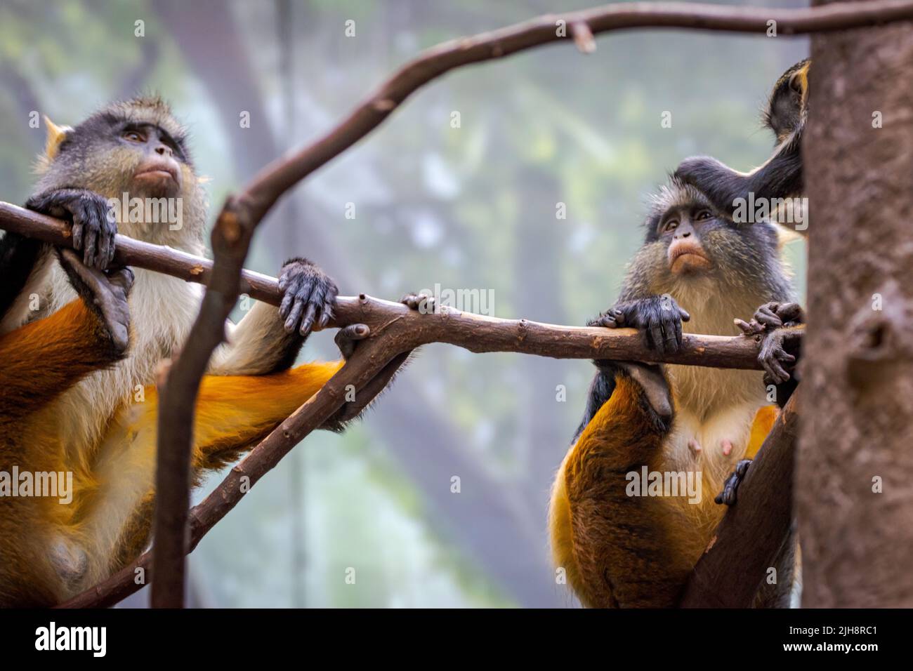 A couple of monkeys hanging on a tree branch in the wild Stock Photo ...