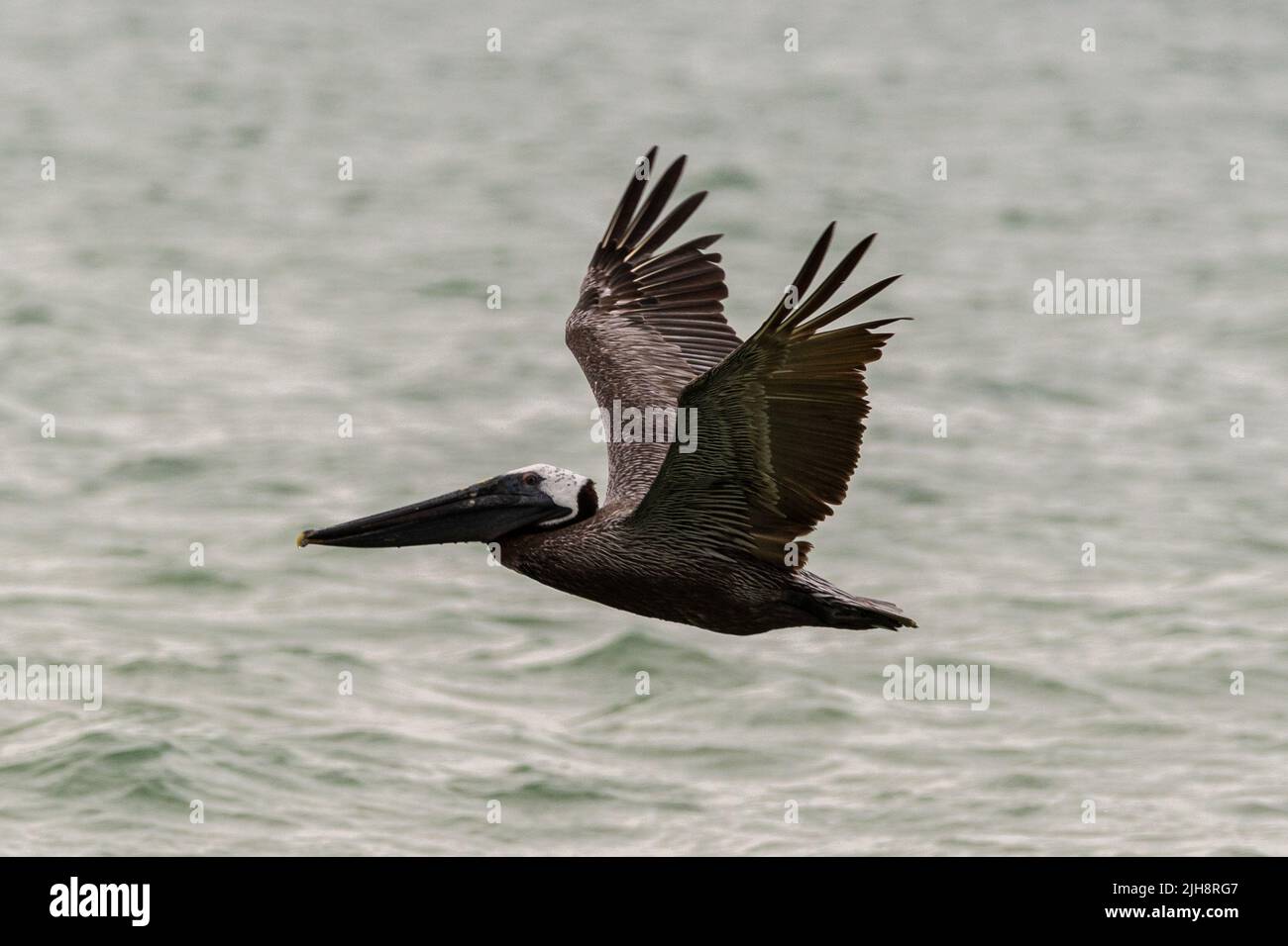 A cormorant with wings spread widely soaring over the sea Stock Photo ...