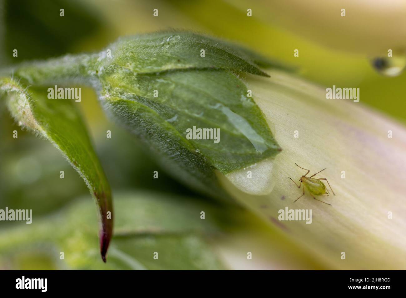 A solani hi-res stock photography and images - Alamy