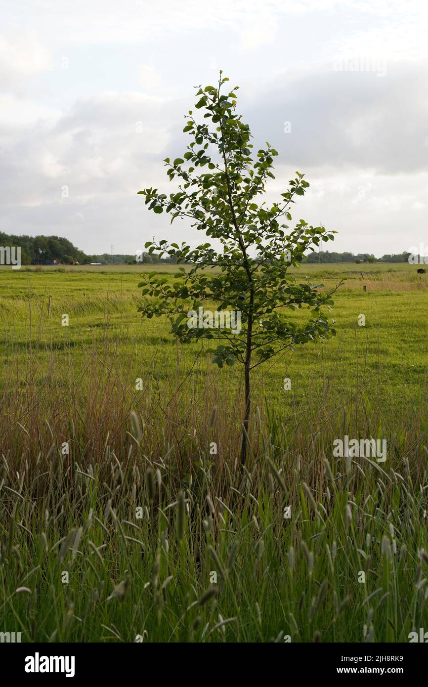 The single green tree in the field, vertical Stock Photo - Alamy