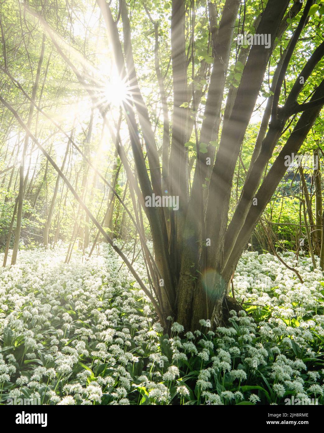 A vertical shot of wild garlic flowers growing in the forest and the ...