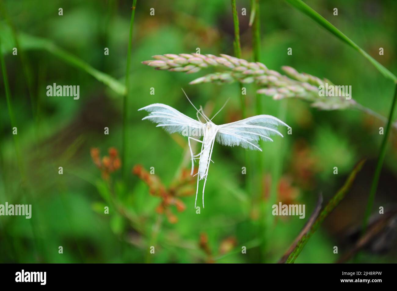 White plume moth (Pterophorus pentadactyla) gliding over plants, Summer ...