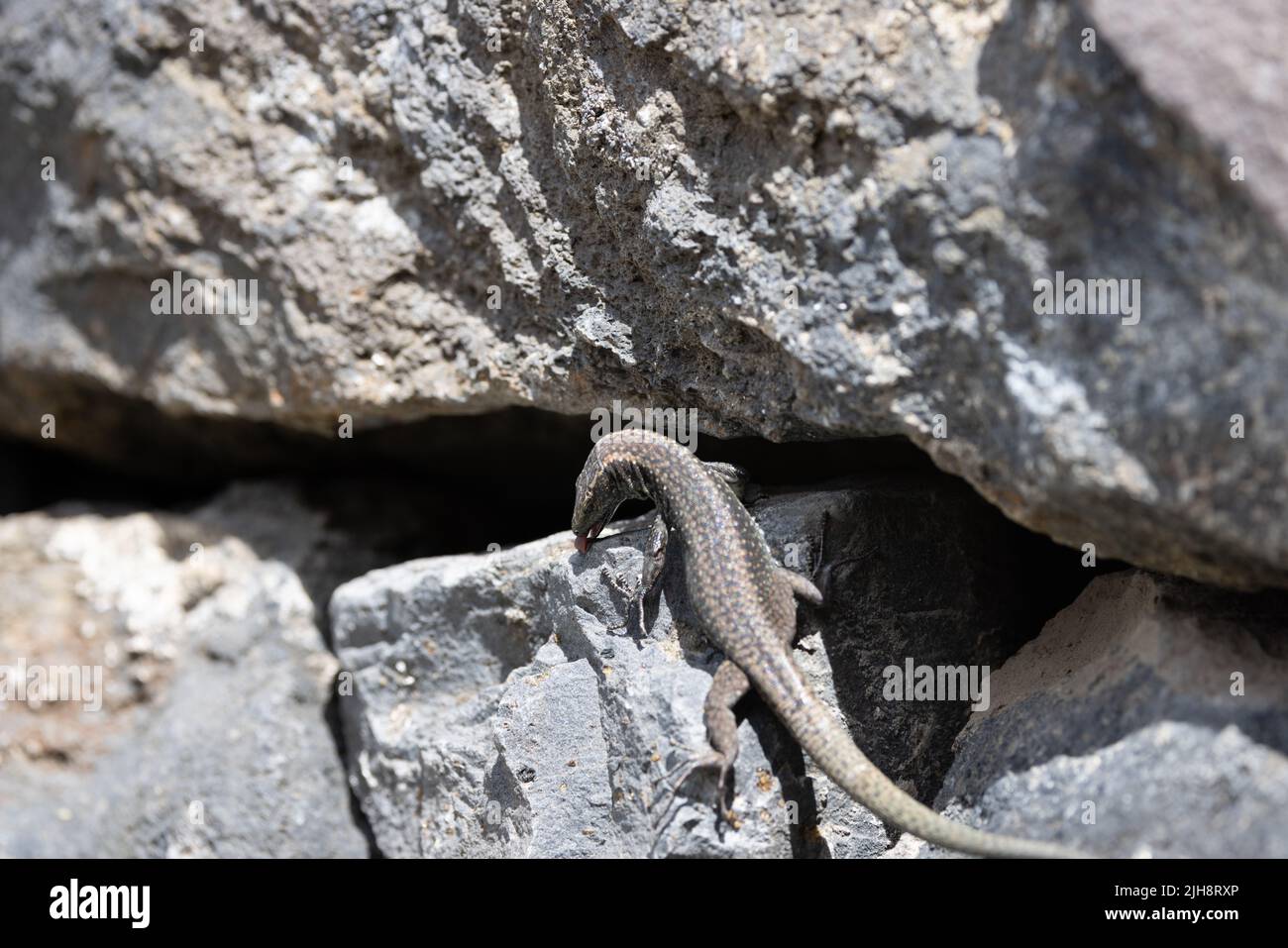 Madeiran wall lizard hi-res stock photography and images - Alamy