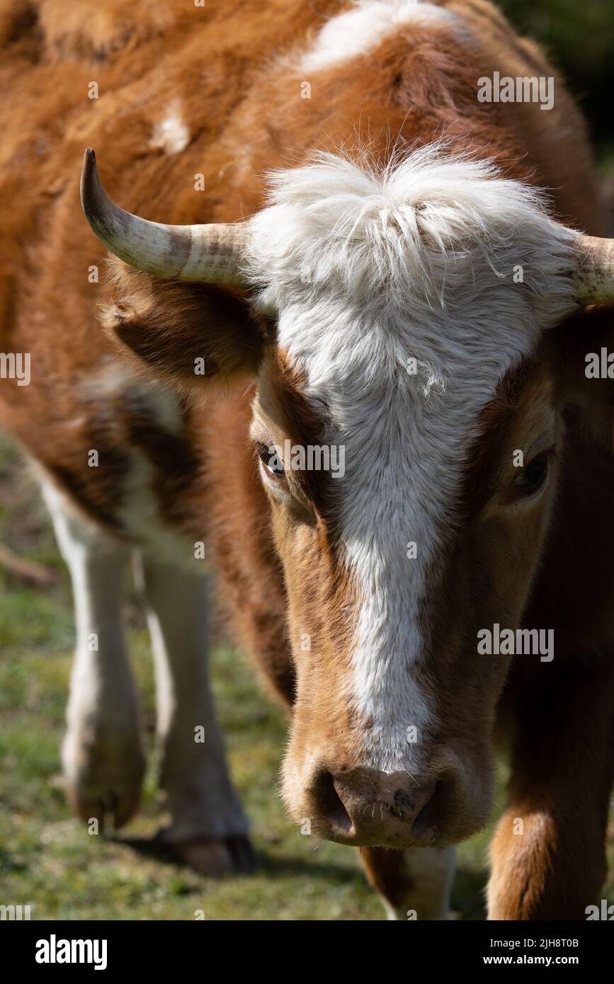 A closeup portrait shot of red and white domestic cow in the field ...