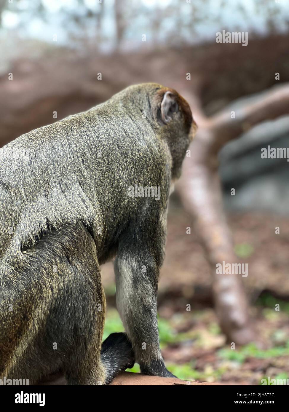 A back shot of a Samango monkey sitting on park ground with blur ...