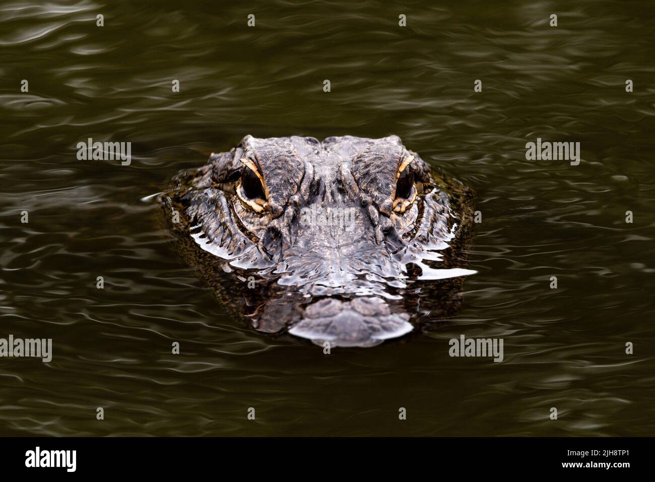 A big dangerous crocodile hiding under water Stock Photo - Alamy