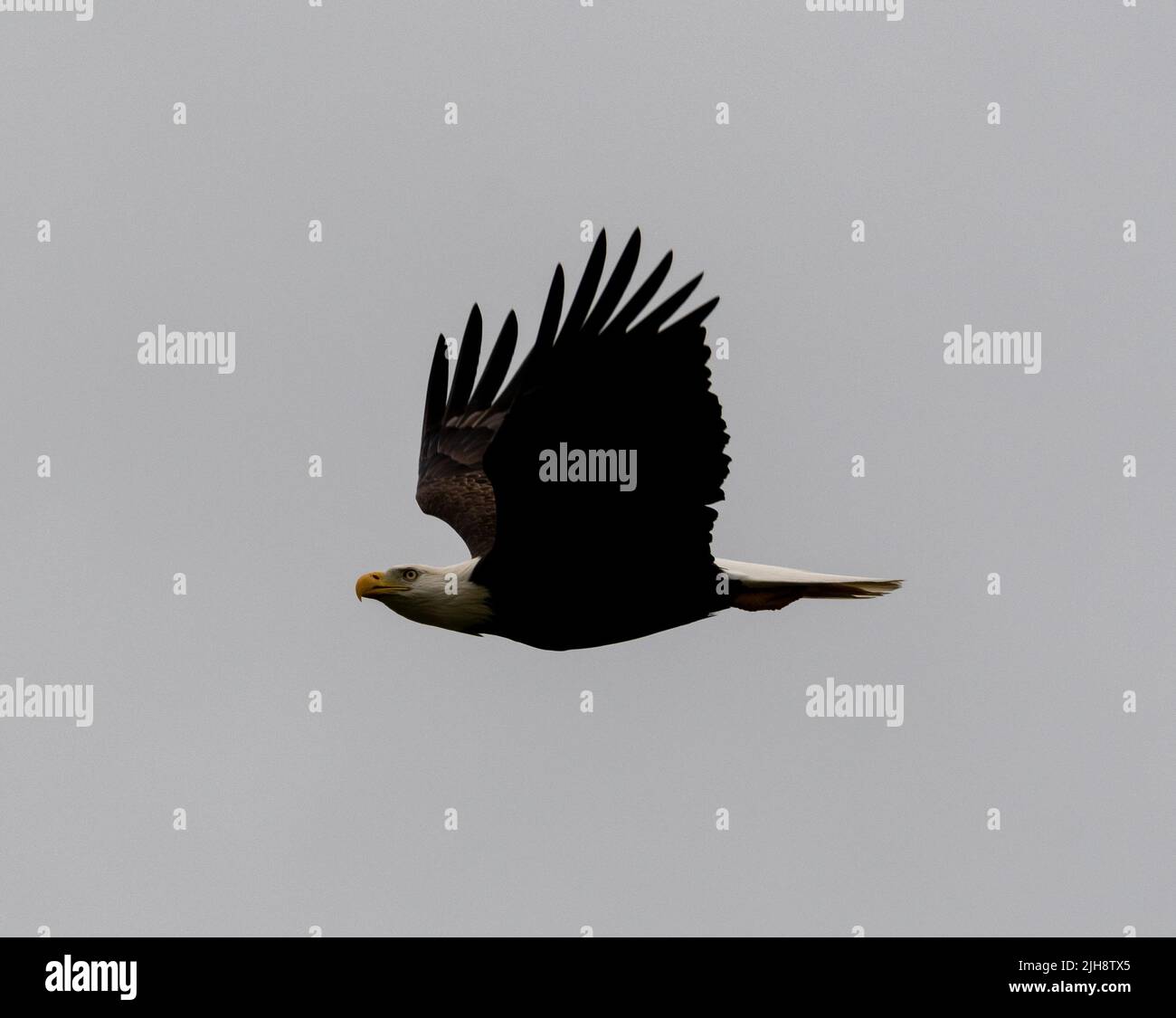 A majestic bald eagle flying high in the sky Stock Photo - Alamy