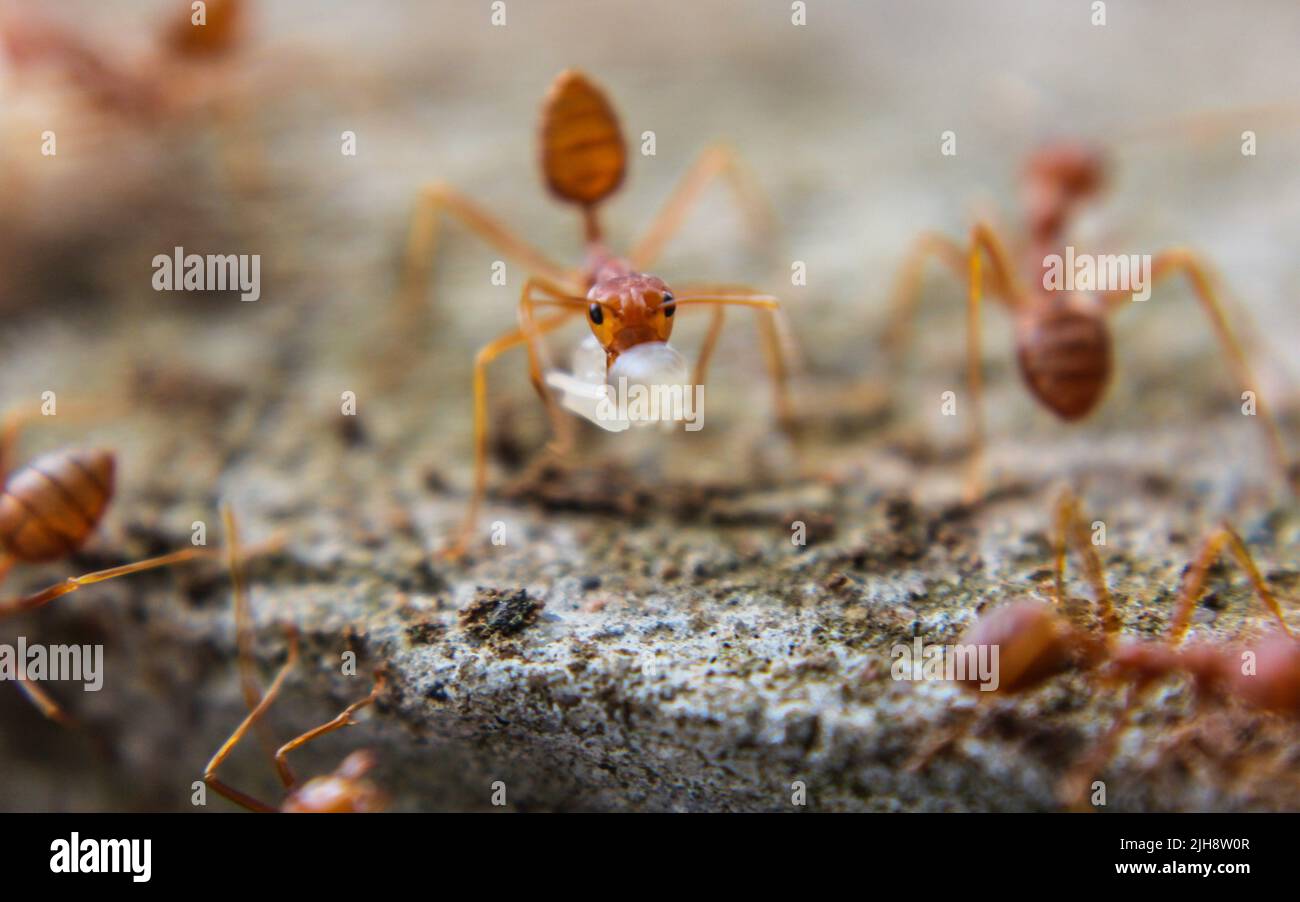 Ant food mouth hi-res stock photography and images - Alamy