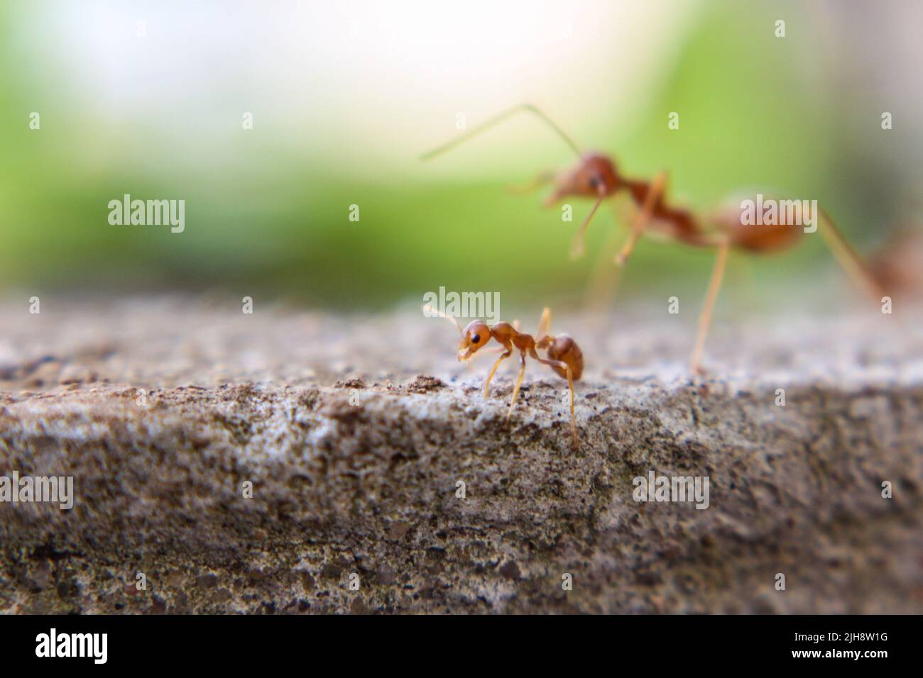 Big ant on a rock hi-res stock photography and images - Alamy