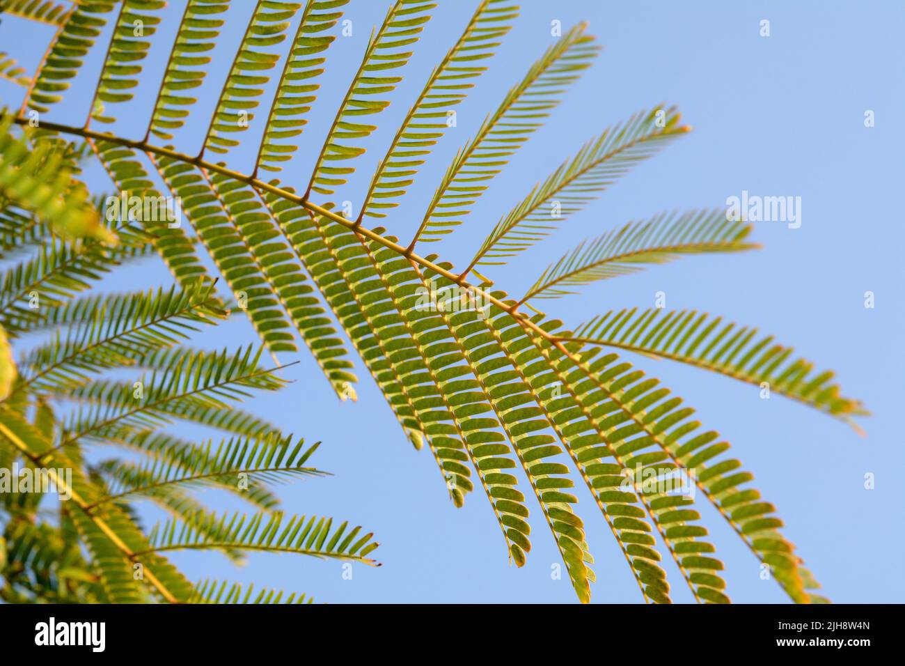 Bright green leaves of young acacia, sany day, blue sky Stock Photo - Alamy