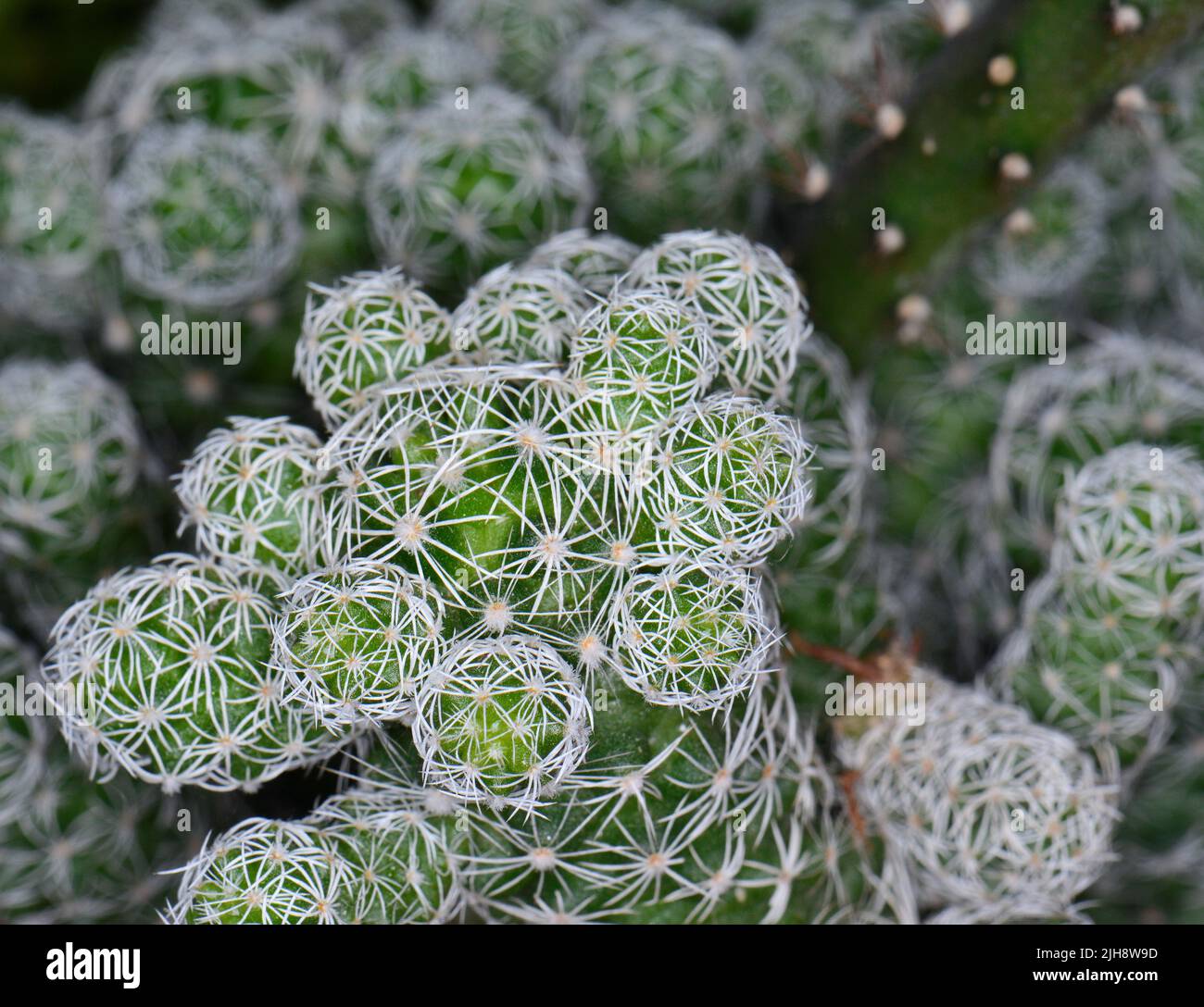 Cactus plant leaves pattern. Green leaves. Natural background. green ...