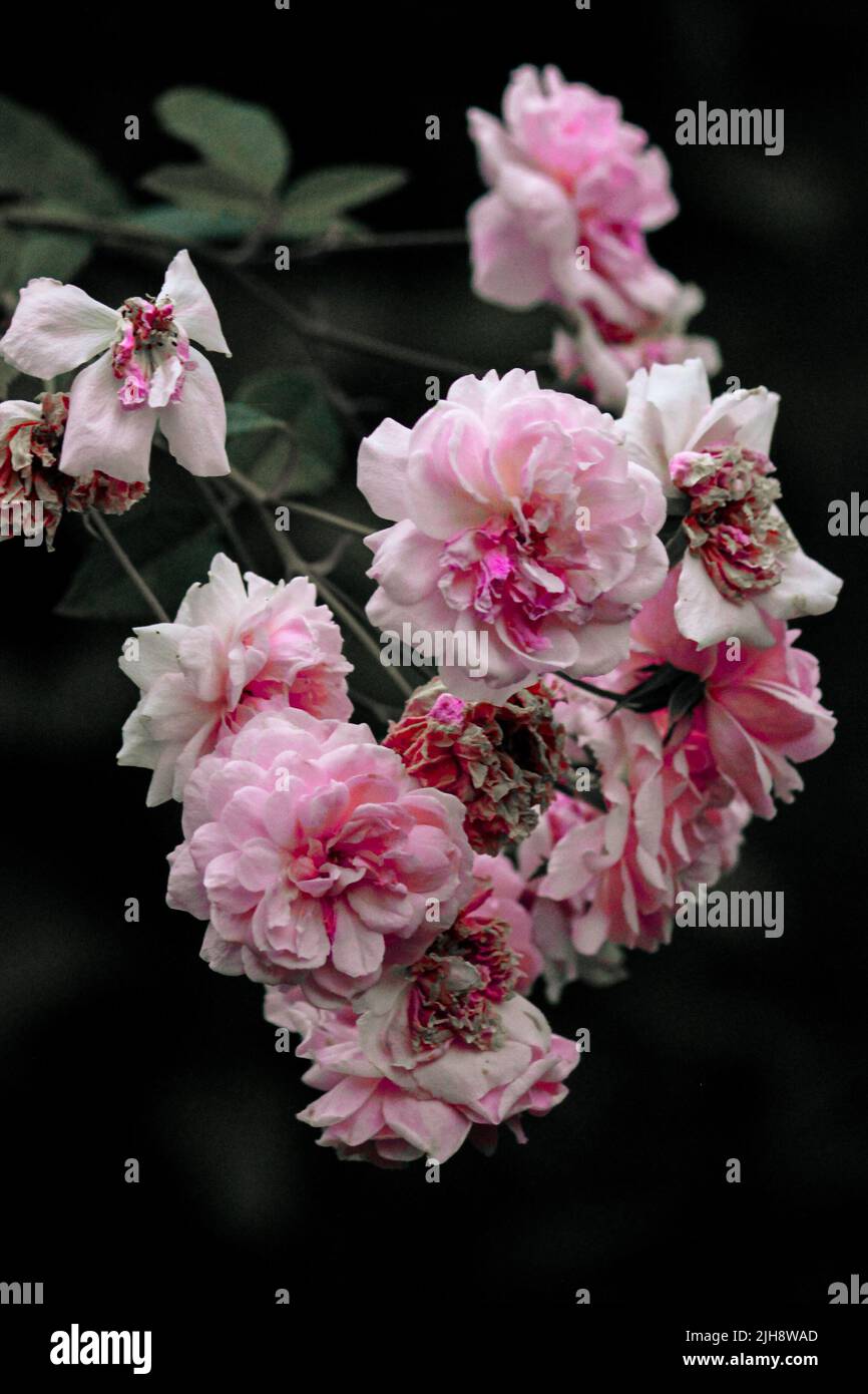 The light pink color Floribunda Rose Bonica flowers growing in a garden ...