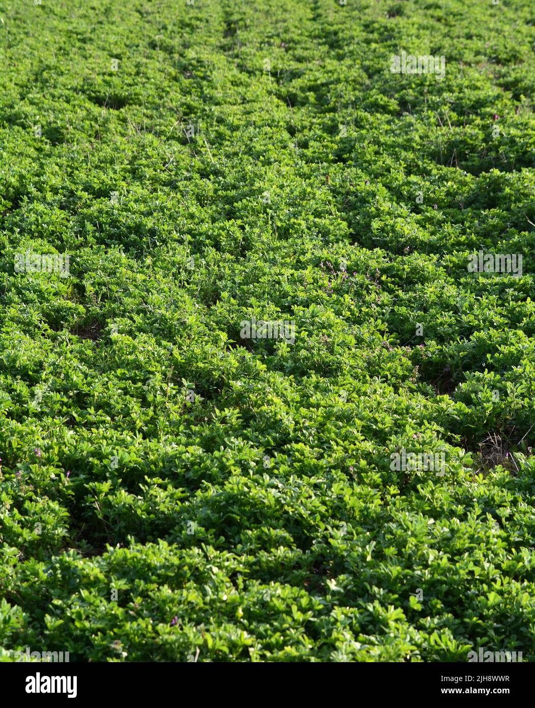 Wildflower turf clover hi-res stock photography and images - Alamy