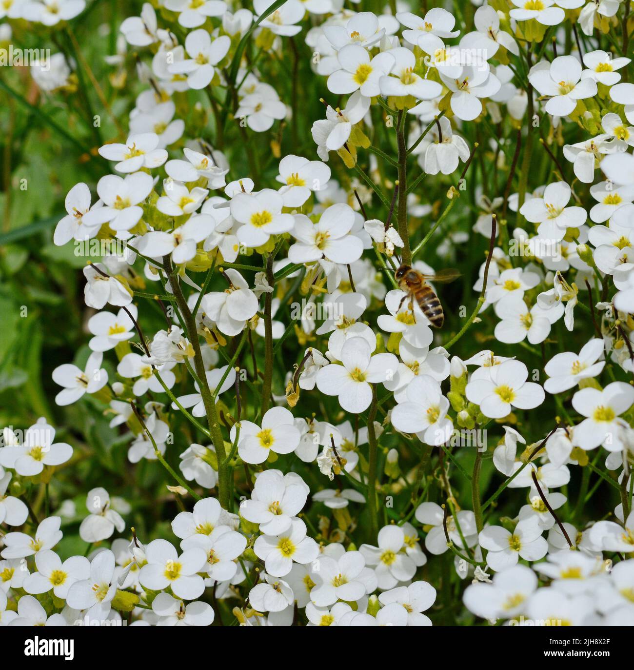 Petite snow white flowers of Lobularia maritima Alyssum maritimum ...