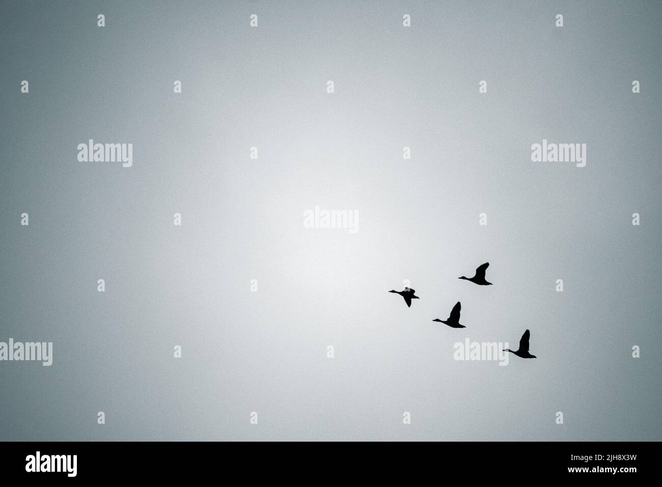 Flock of birds flying in the sky in formation Stock Photo - Alamy