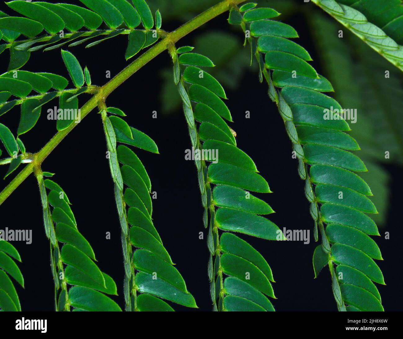 Leaf of an African Acacia tree against a black background Stock Photo ...
