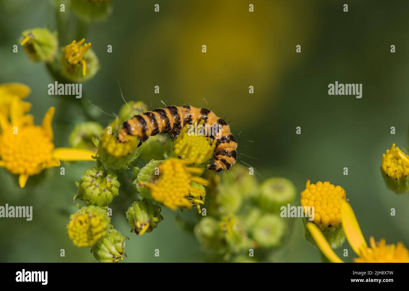 Feeding Cinnabar (Tyria jacobaeae) caterpillar Stock Photo - Alamy