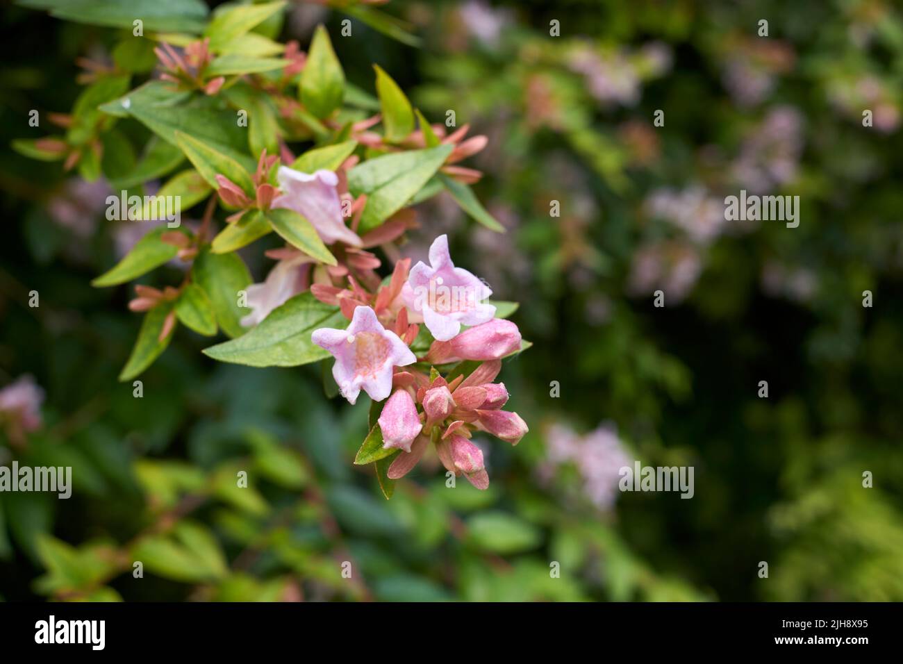 Abelia grandiflora shrub in bloom Stock Photo - Alamy