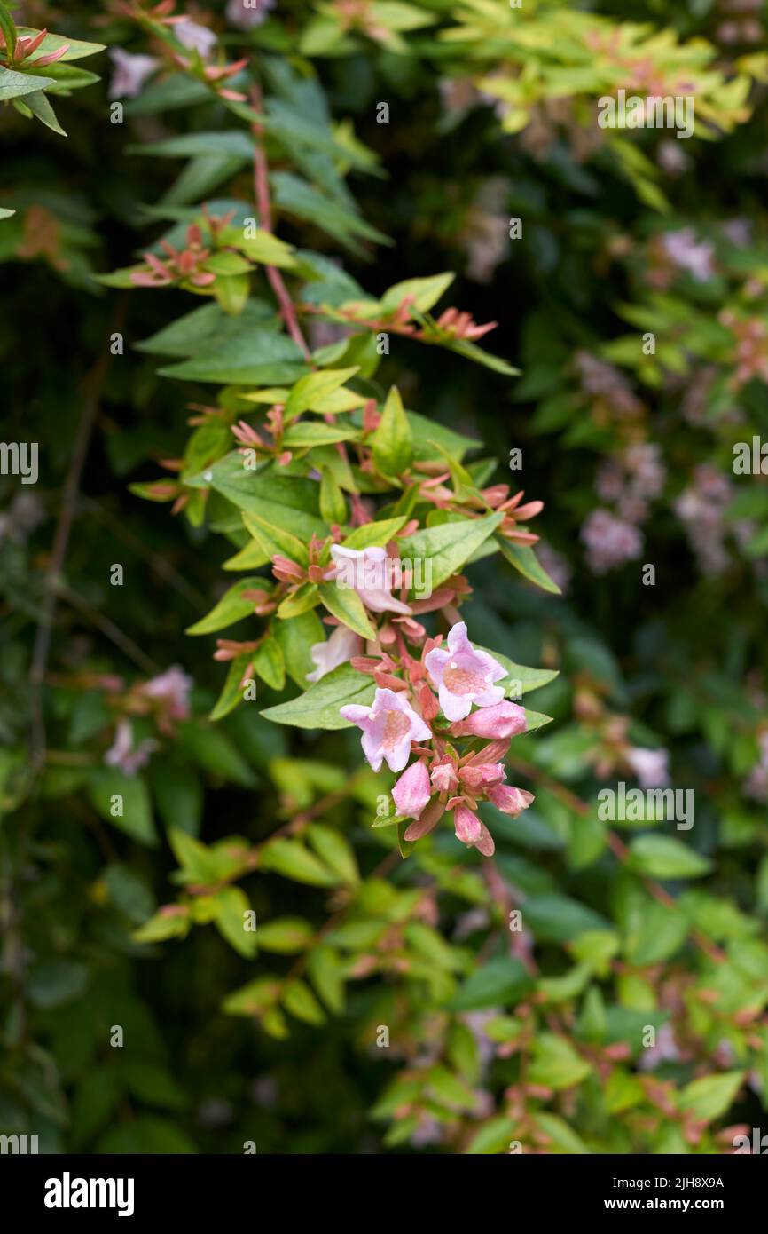 Abelia grandiflora shrub in bloom Stock Photo - Alamy