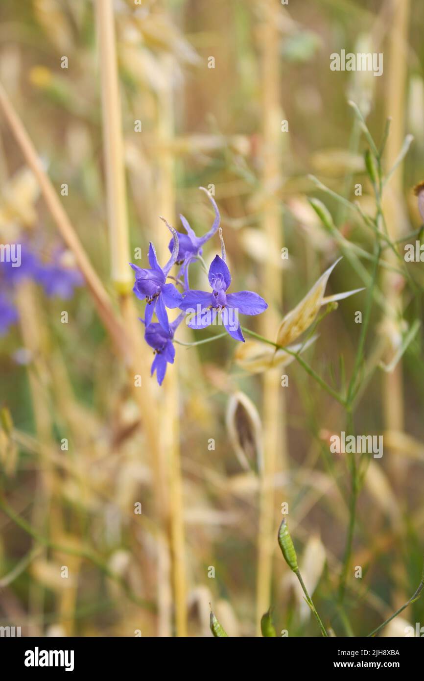 blue flowers of Consolida regalis plant Stock Photo - Alamy