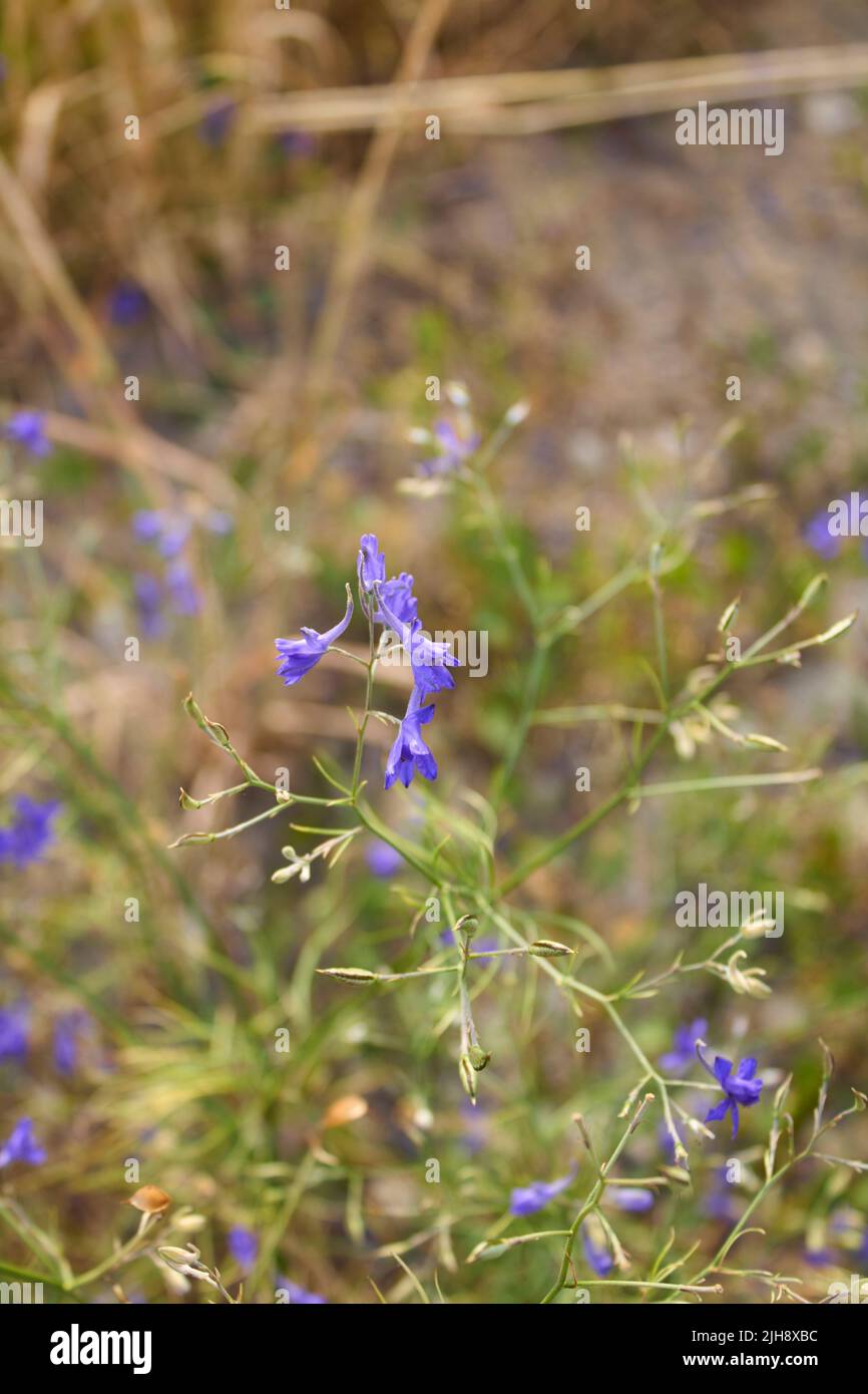 blue flowers of Consolida regalis plant Stock Photo - Alamy
