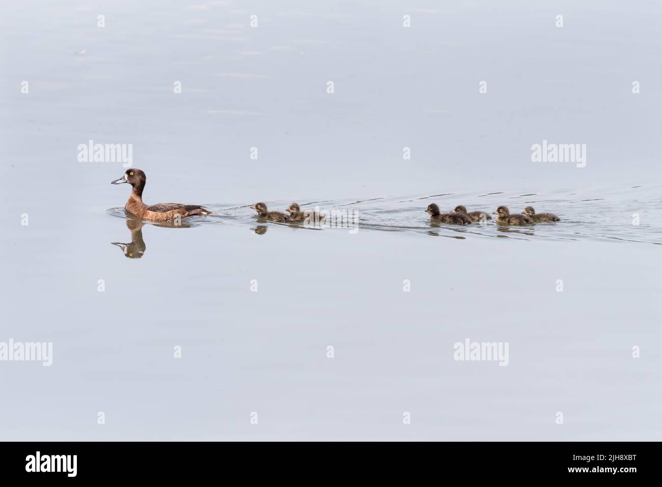 Female tufted duck with ducklings hi-res stock photography and images ...