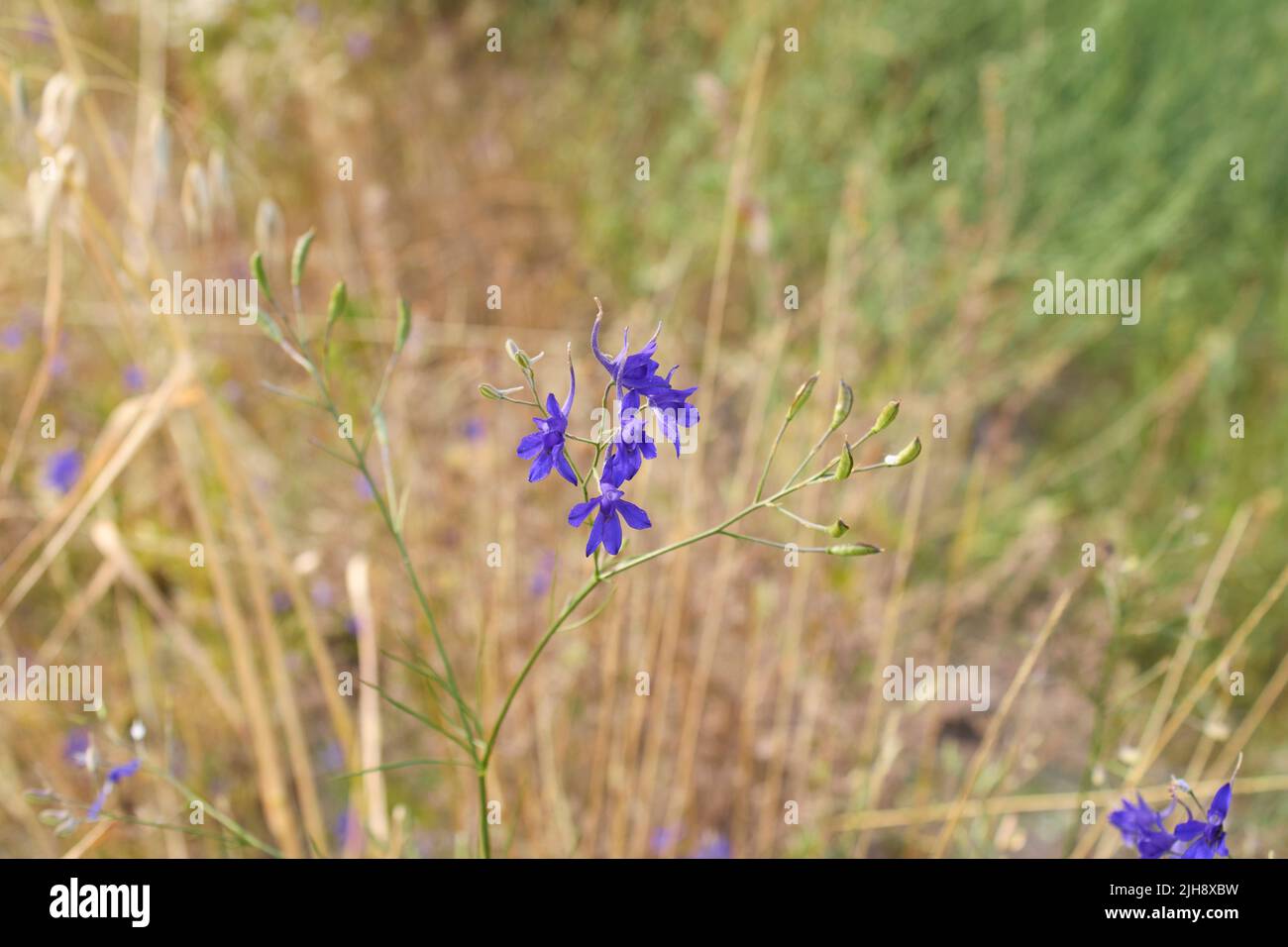 blue flowers of Consolida regalis plant Stock Photo - Alamy