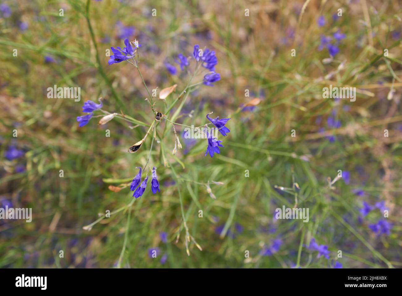blue flowers of Consolida regalis plant Stock Photo - Alamy