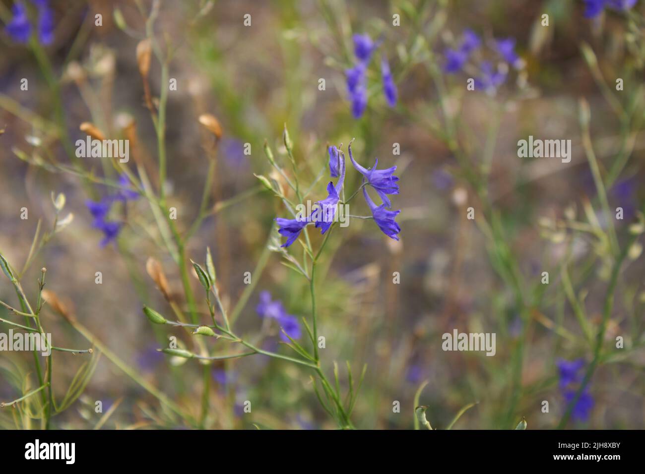 blue flowers of Consolida regalis plant Stock Photo - Alamy