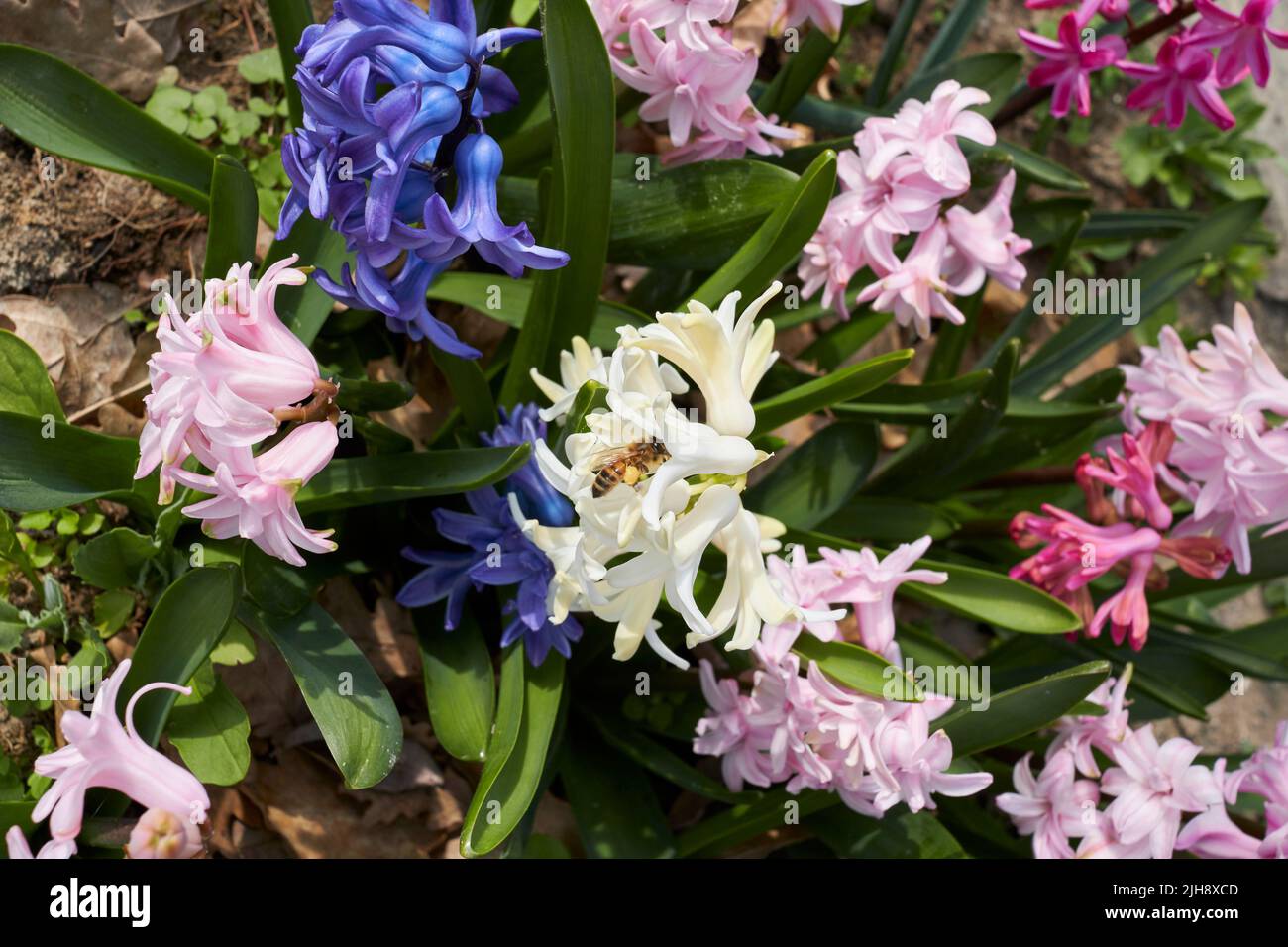Hyacinthus orientalis colorful flowers Stock Photo - Alamy