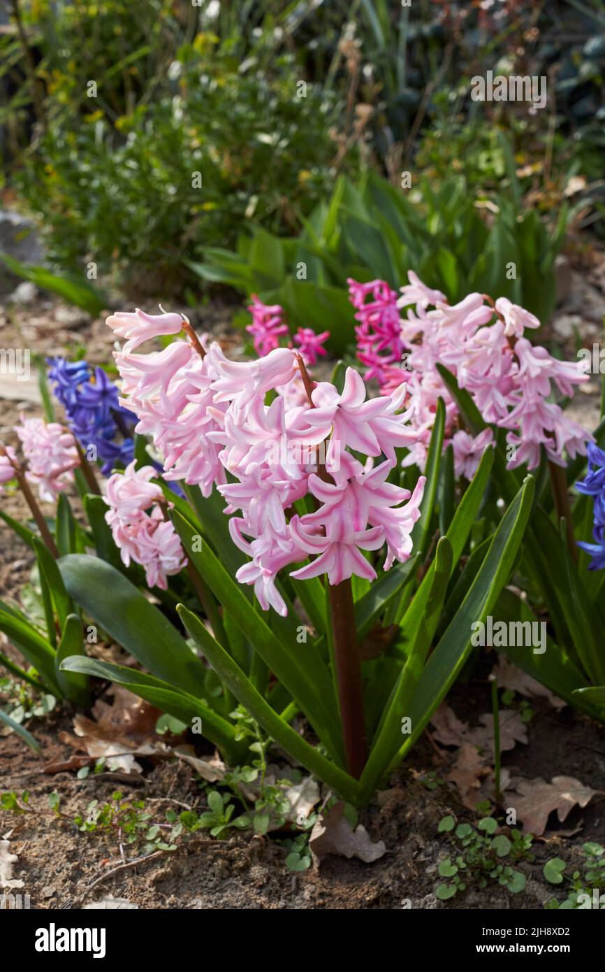 Hyacinthus orientalis colorful flowers Stock Photo - Alamy