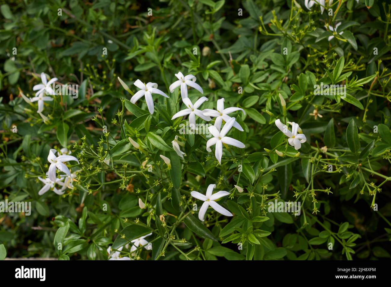 Jasminum azoricum in bloom Stock Photo - Alamy