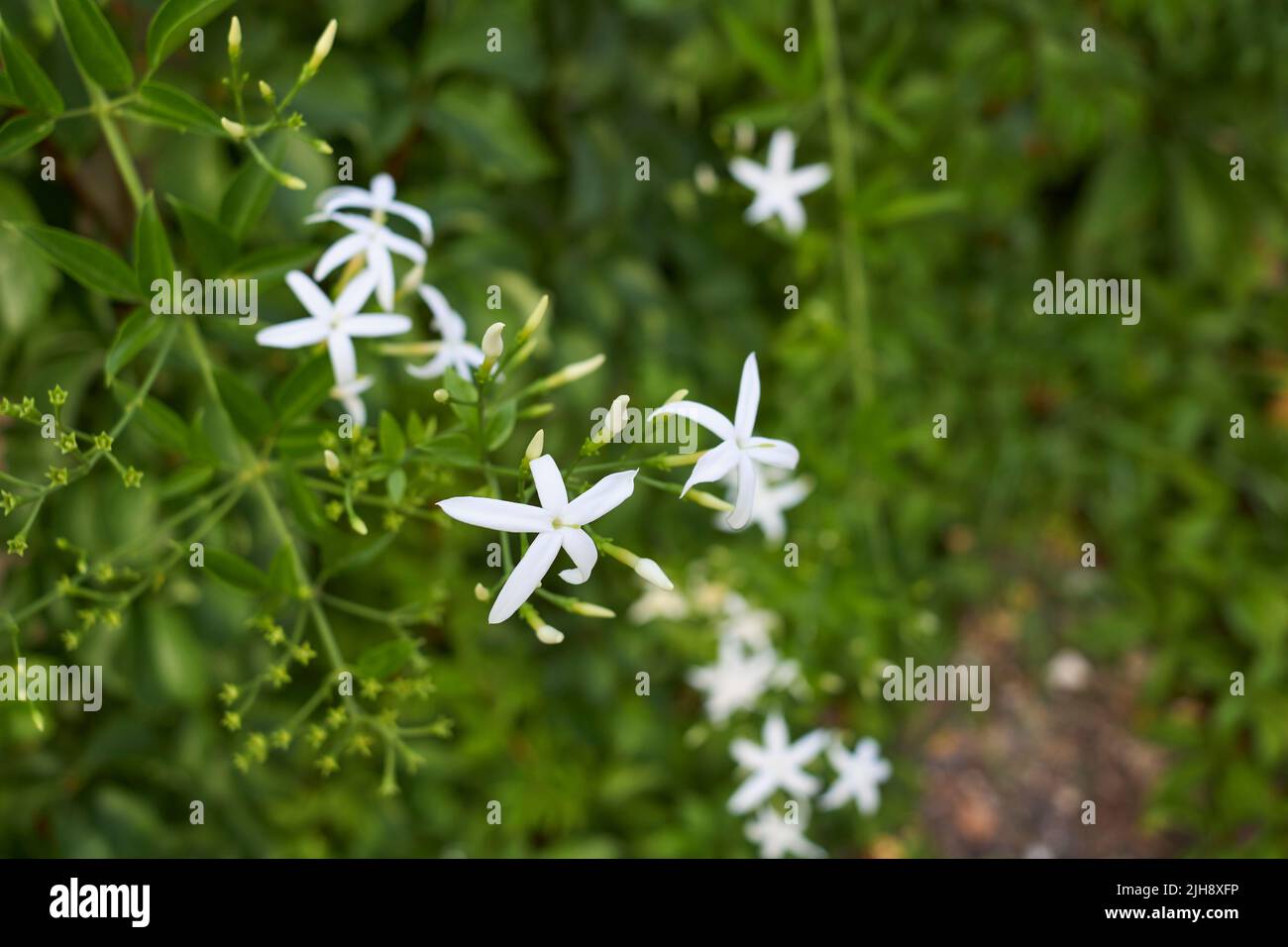 Jasminum azoricum in bloom Stock Photo - Alamy