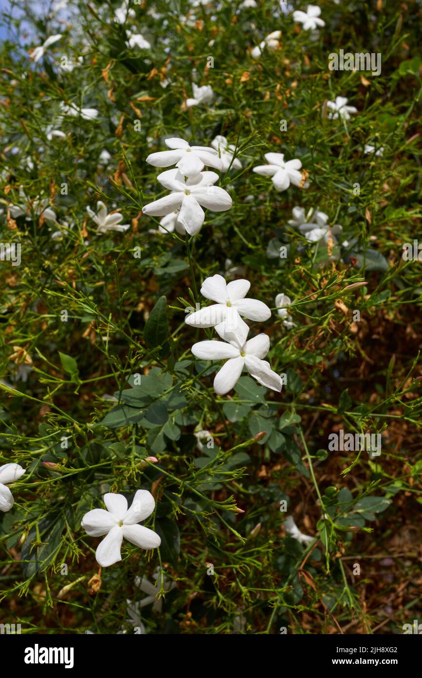 Jasminum grandiflorum in bloom Stock Photo - Alamy
