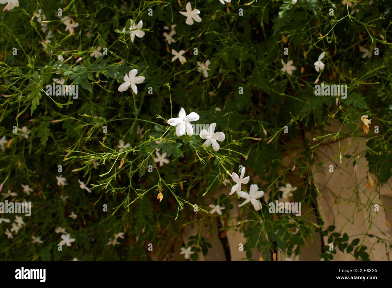 Jasmine jasminum grandiflorum hi-res stock photography and images - Alamy