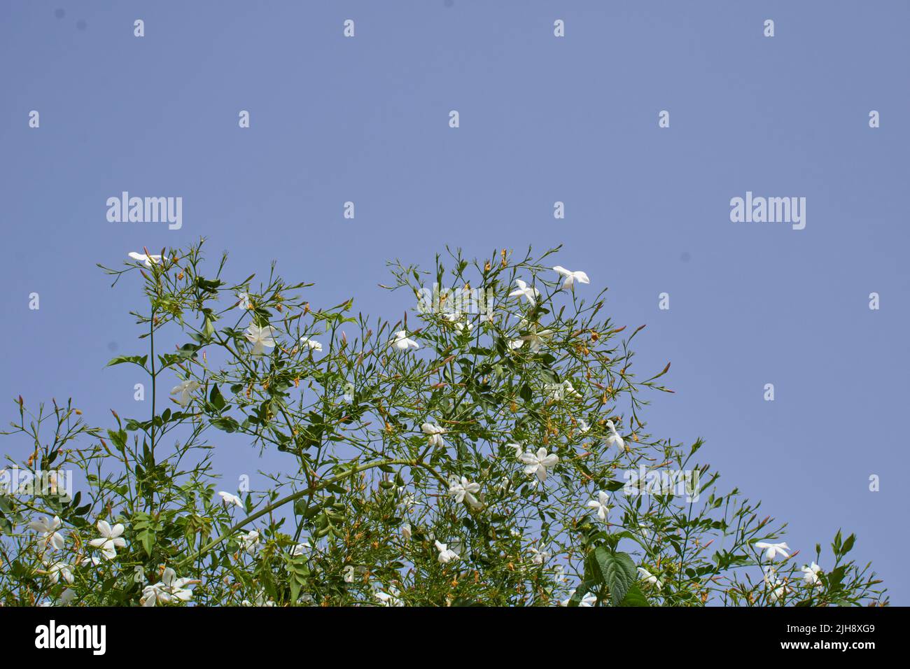 Jasminum grandiflorum in bloom Stock Photo - Alamy