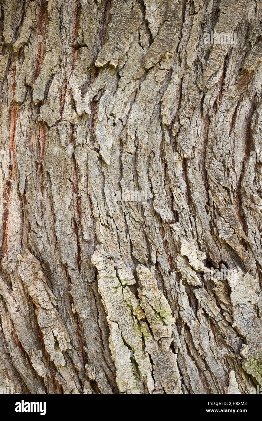 Tamarisk tree texture hi-res stock photography and images - Alamy