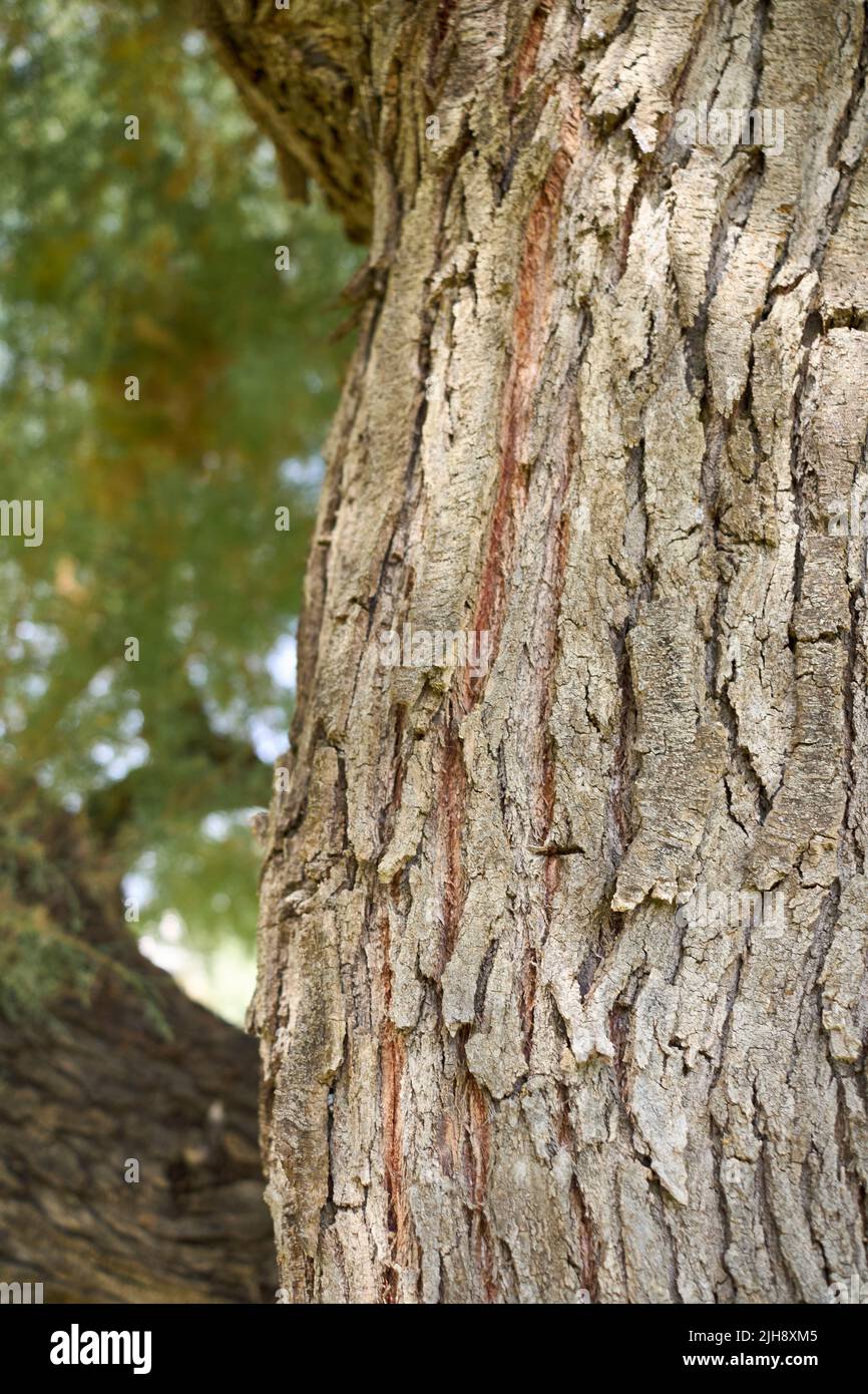 Tamarix gallica textured trunk Stock Photo - Alamy
