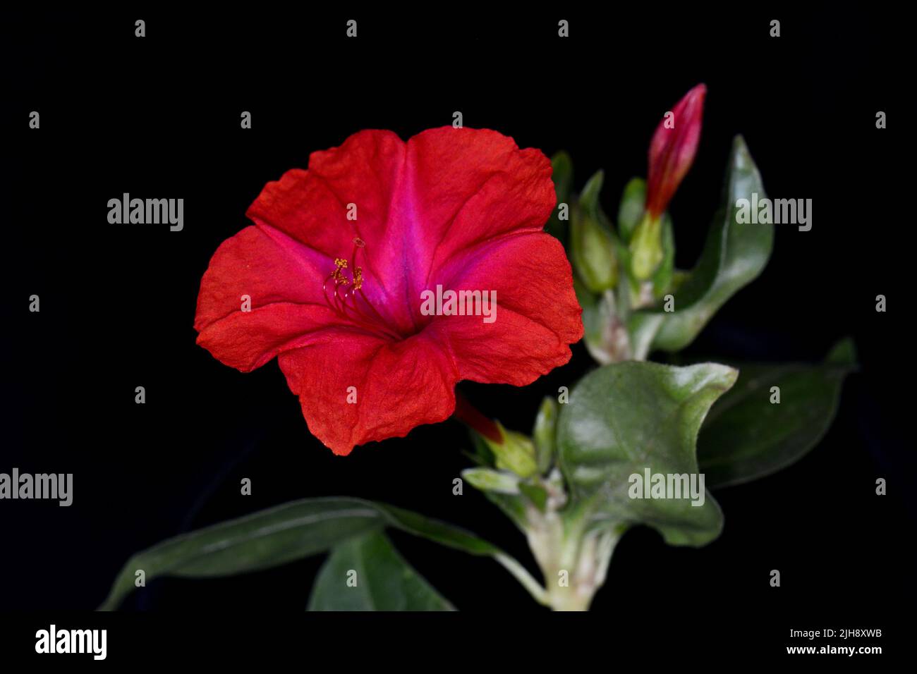 Red Mirabilis Jalapa flower, also known as Marvel of Peru or Four O ...