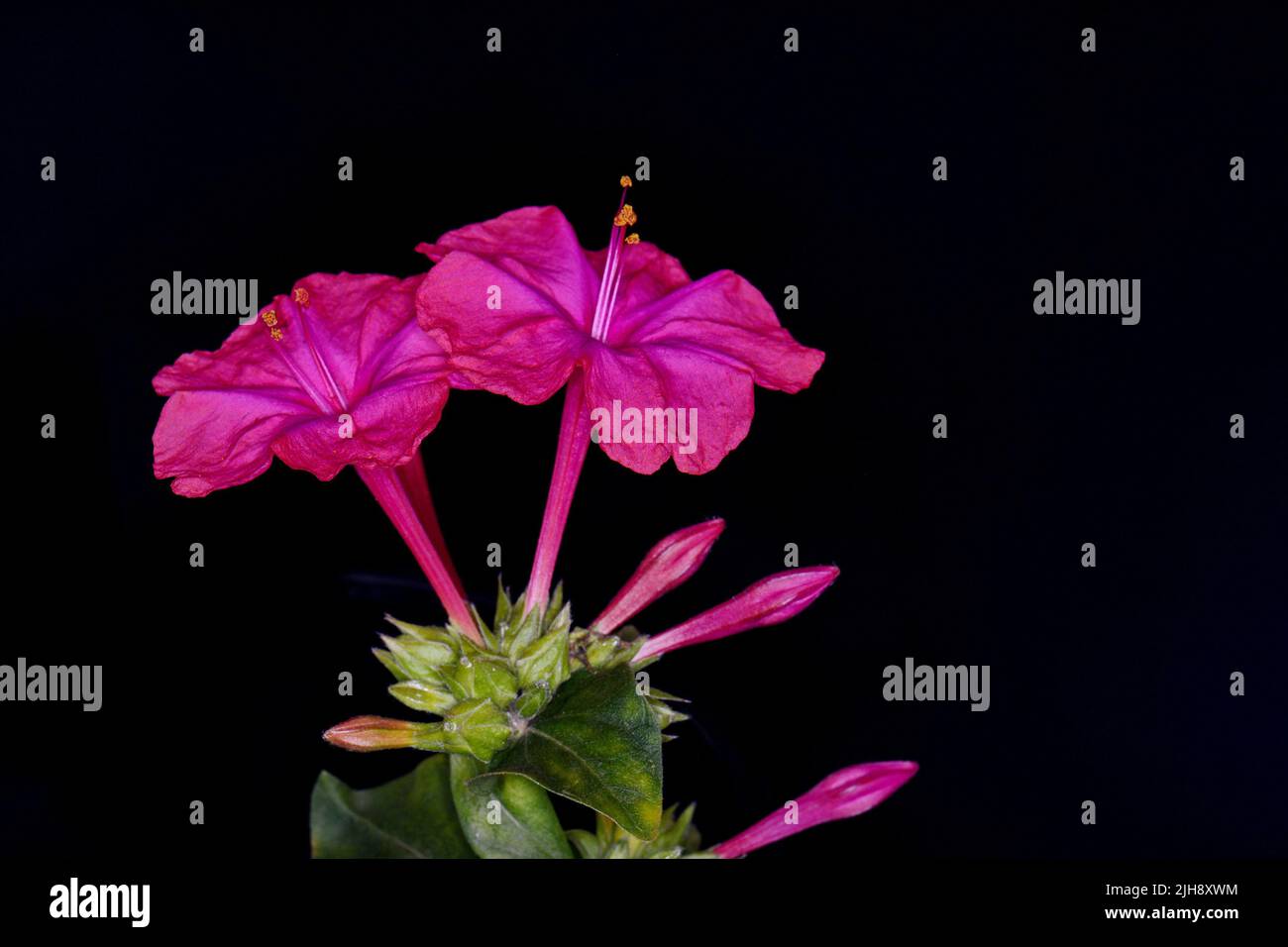 Red Mirabilis Jalapa flower, also known as Marvel of Peru or Four O ...