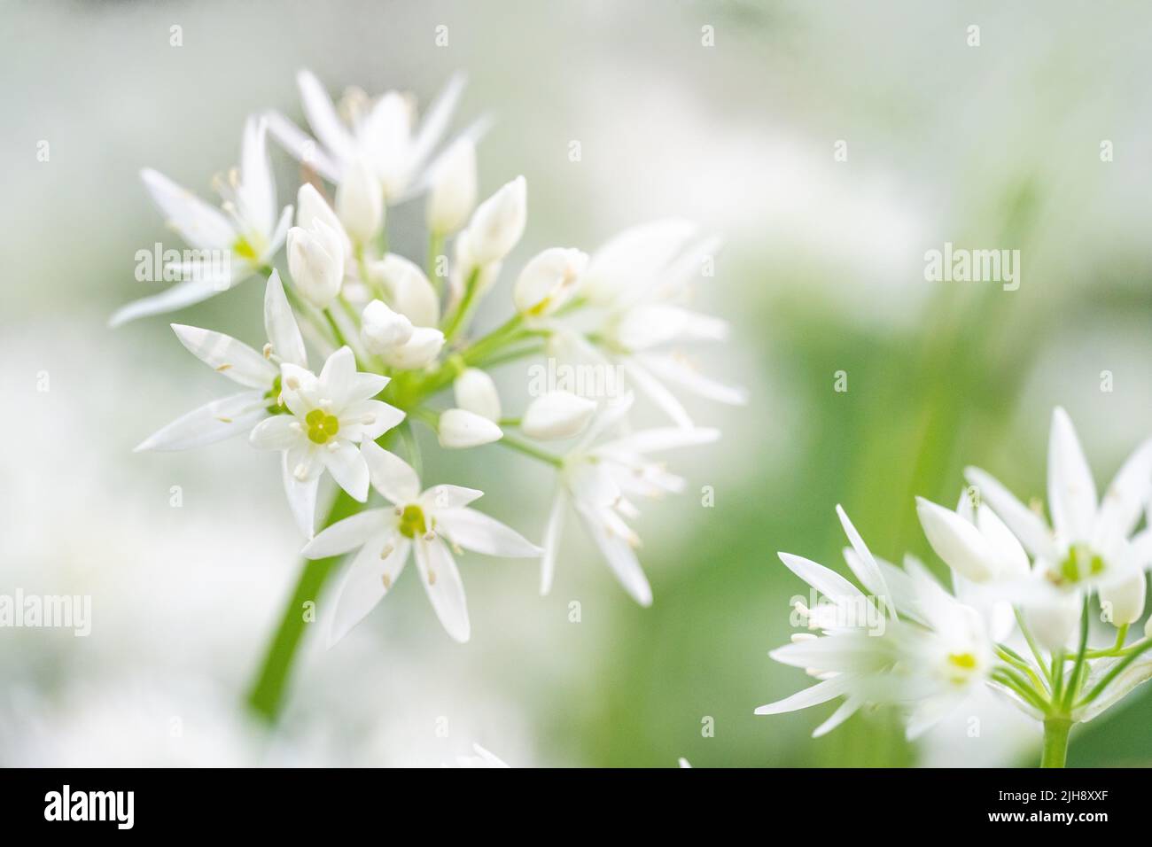 Ramson (wild leek) during flowering season, beautiful white flowers in ...